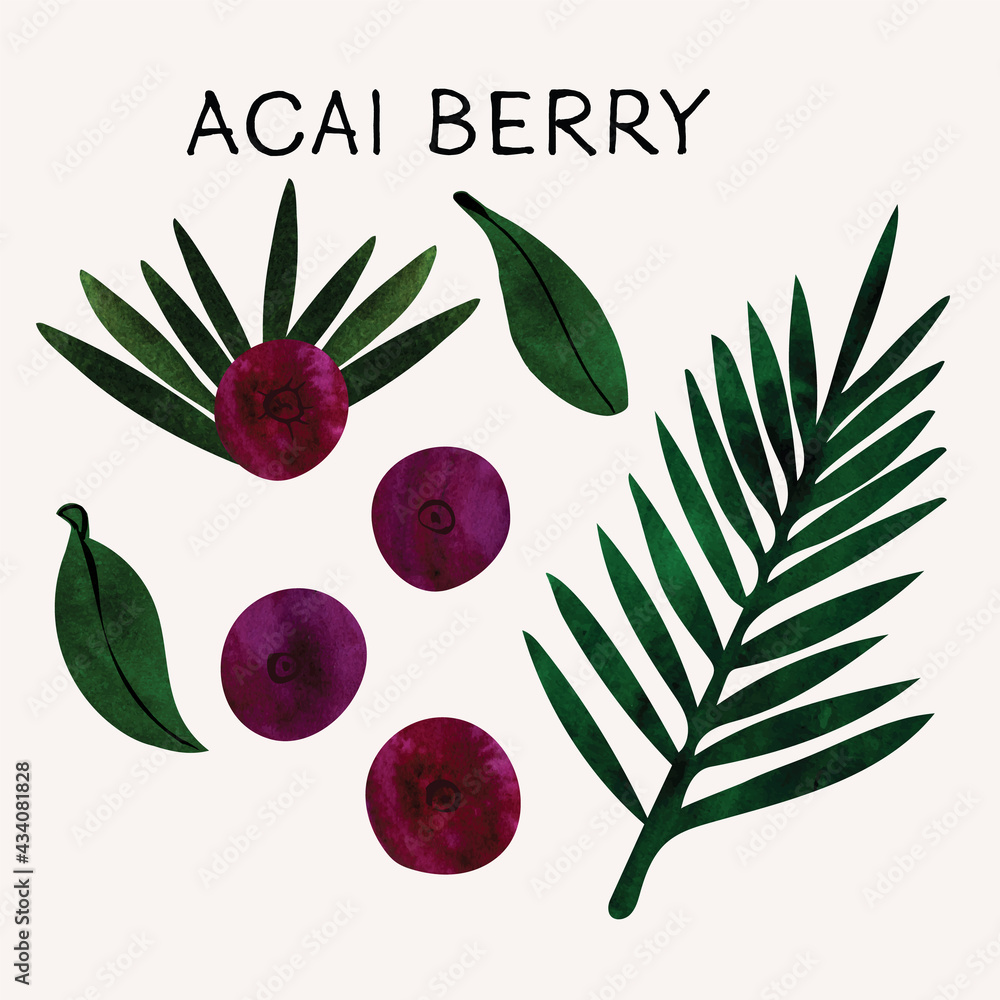 Acai berry illustration vector set with watercolor texture and line art ...
