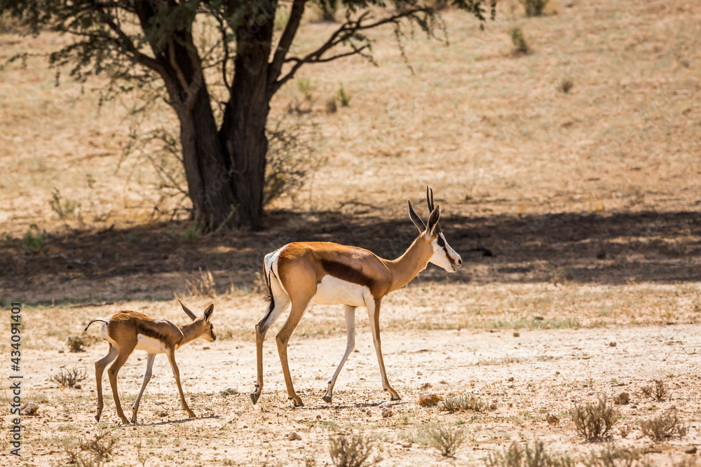 Springbok female with cub in Kgalagari transfrontier park, South Africa ...