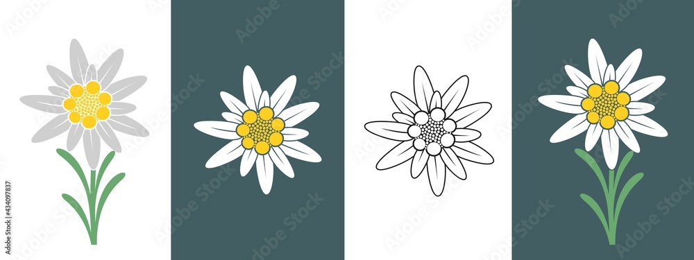 Edelweiss logo. Isolated edelweiss on white background Stock Vector ...