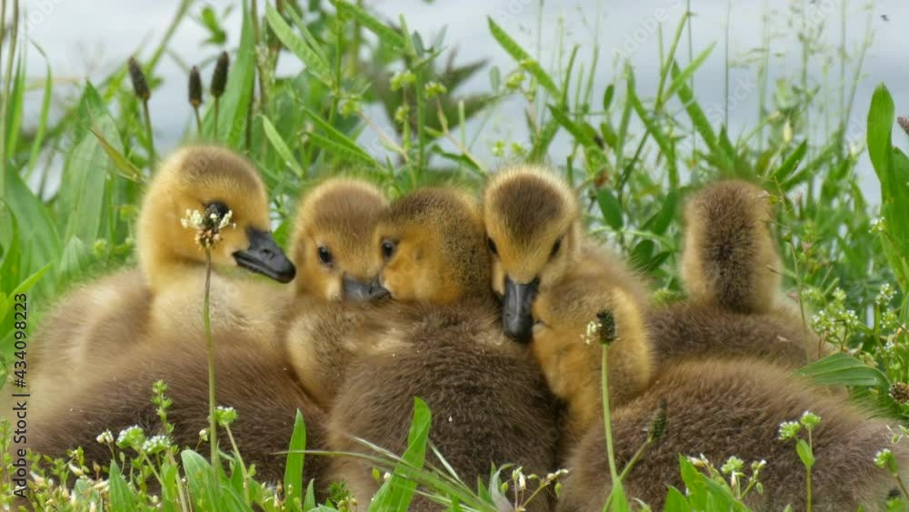 Little goslings go to sleep and move funny and cuddle together in the ...