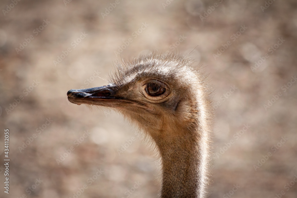 Ostrich face close up and in profile with negative space for copy and ...