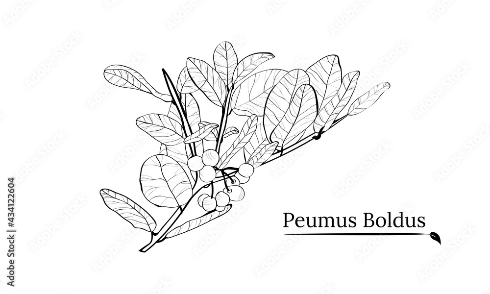 Boldo peumus boldus, culinary, aromatic and medicinal plant. Set of ...