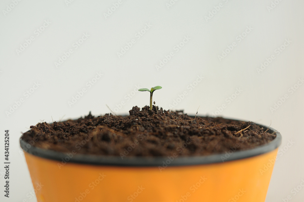 Cannabis sprout close-up isolated in soil background. Fresh young ...