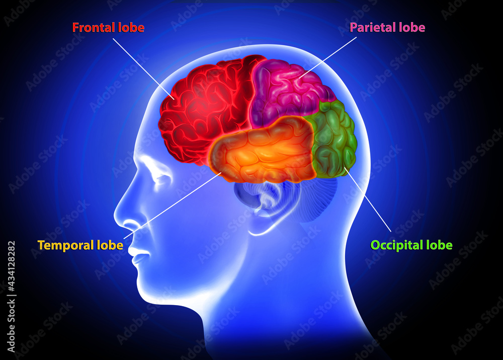 Brain lobes lighting with labelled Stock Illustration | Adobe Stock