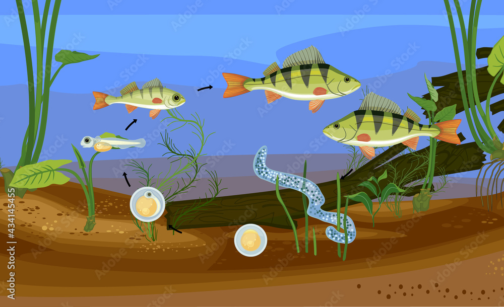 Fish life cycle. Sequence of stages of development of perch (Perca ...