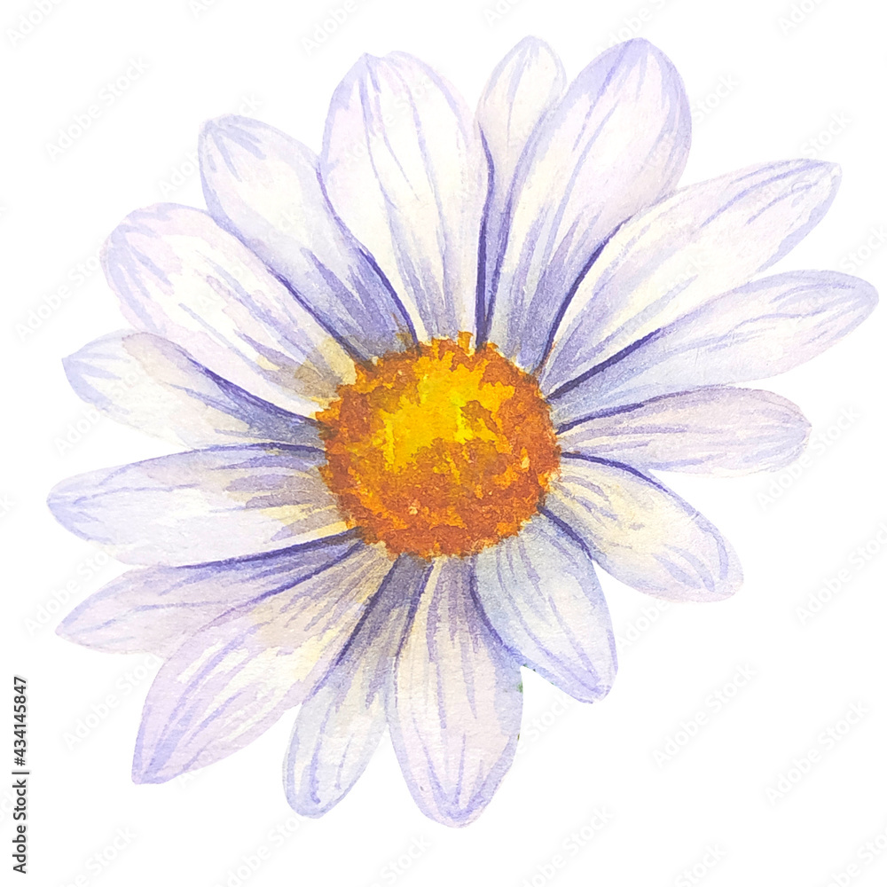 Watercolor daisy hand painted illustration, watercolour daisy isolated ...