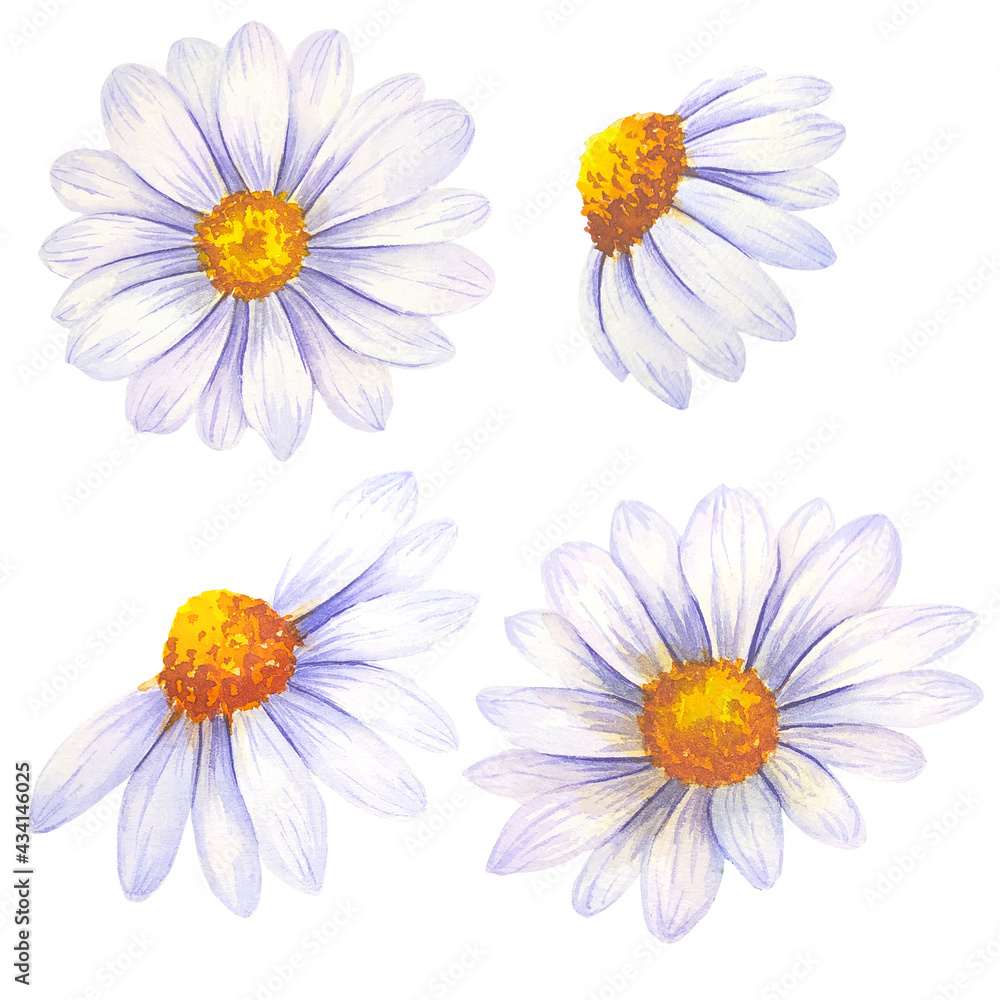 Watercolor daisy hand painted illustration, watercolour daisy isolated ...
