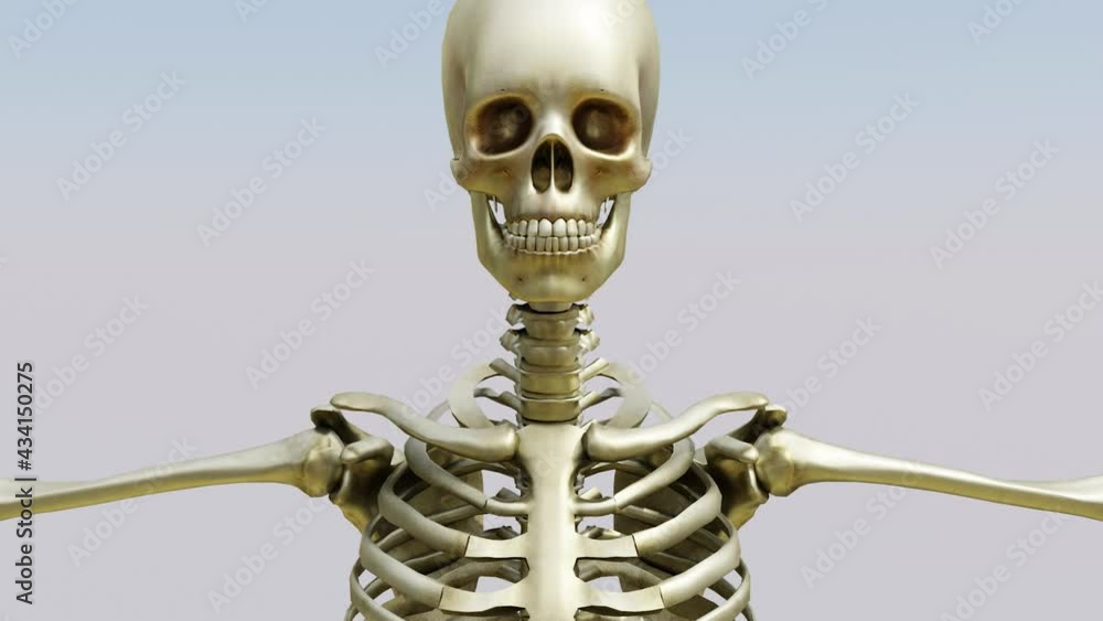 Human skeleton, bone analysis, joint, medical screen, human anatomy ...