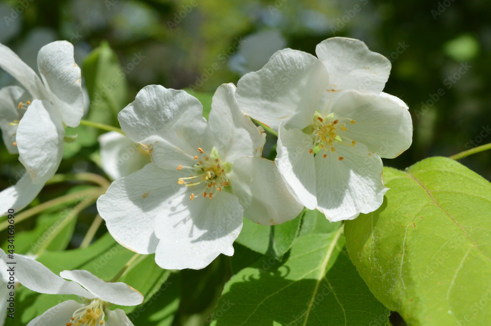 White Malus Sylvestris flower in Yeouido Park, Seoul, South Korea Stock ...