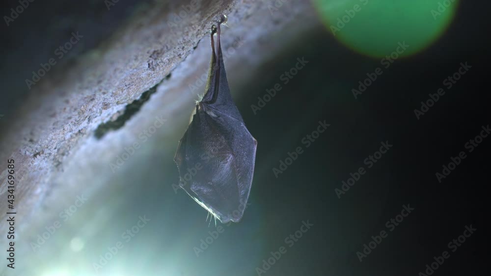 Close up small lesser horseshoe bat covered by wings, hanging upside ...