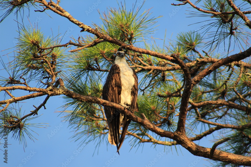 Osprey bird in a tree Stock Photo | Adobe Stock