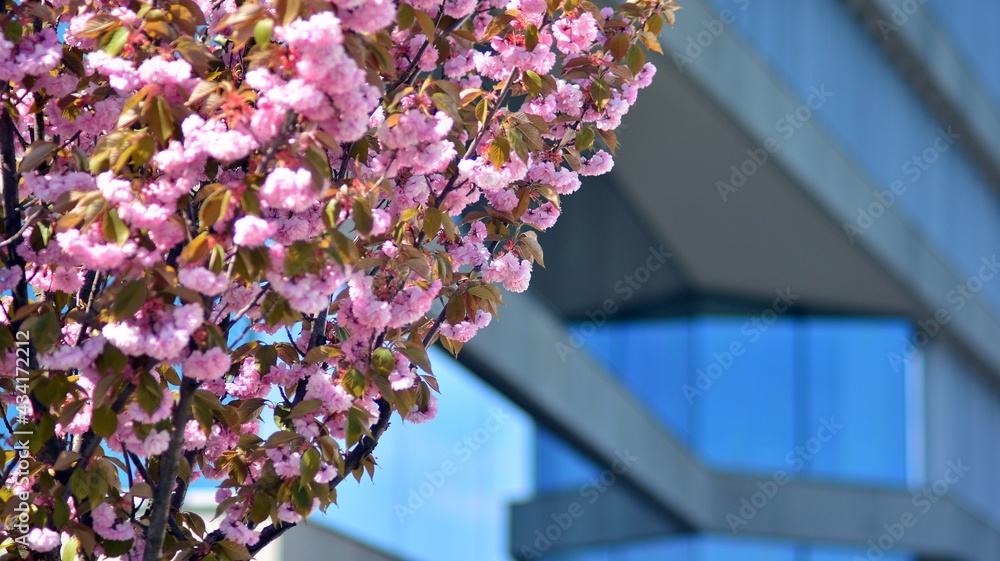Modern office building with purple trees. Colour tree next to a modern ...