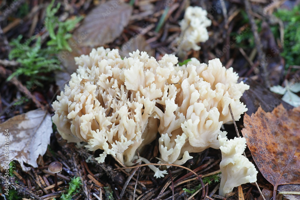 Clavulina coralloides, also known as Clavulina cristata, the white ...