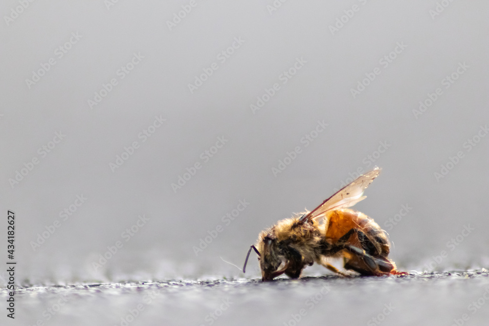 Dead bee on the ground poisoned or infected by varroa-mite disease or ...