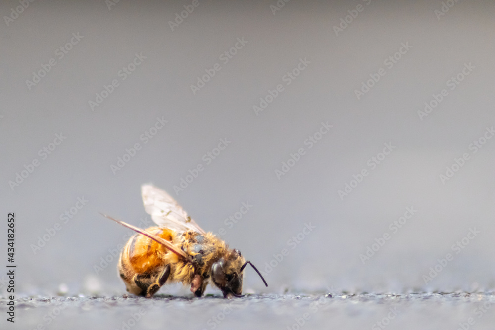 Dead bee on the ground poisoned or infected by varroa-mite disease or ...