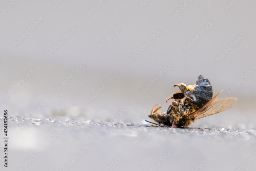 Dead bee on the ground poisoned or infected by varroa-mite disease or ...