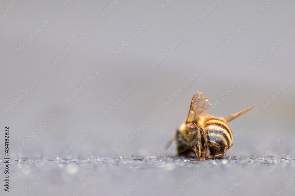 Dead bee on the ground poisoned or infected by varroa-mite disease or ...