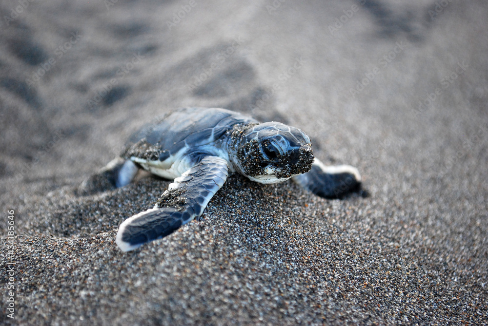Baby Turtle Stock Photo | Adobe Stock