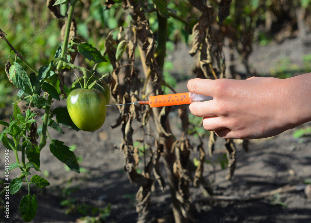 Tomato plant fungal disease treatment concept. Injecting chemicals into ...
