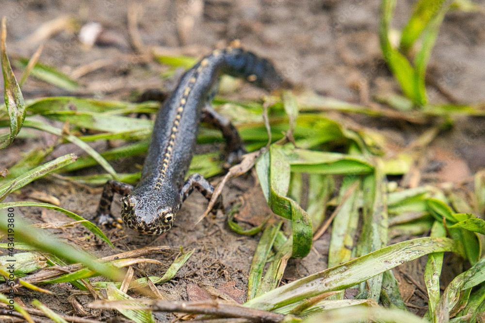 Bergmolch, Bergmolch an Land, Molch an Land, Molch, Bergmolch im Gras ...