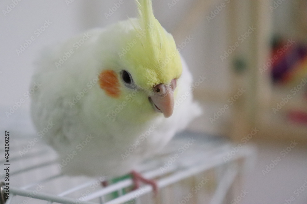 Imagens Simples e Naturais Stock Photo | Adobe Stock