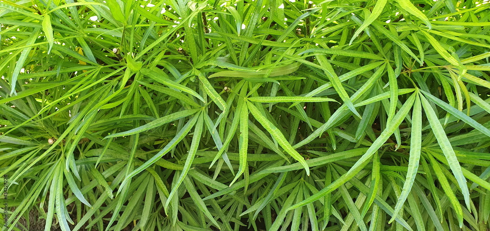 Daun Aralia Kuning or yellow aralia ground cover leaves. Scientific ...
