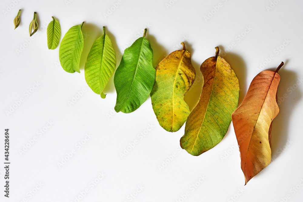 Top down composition of guava leaves of different stages of growth ...