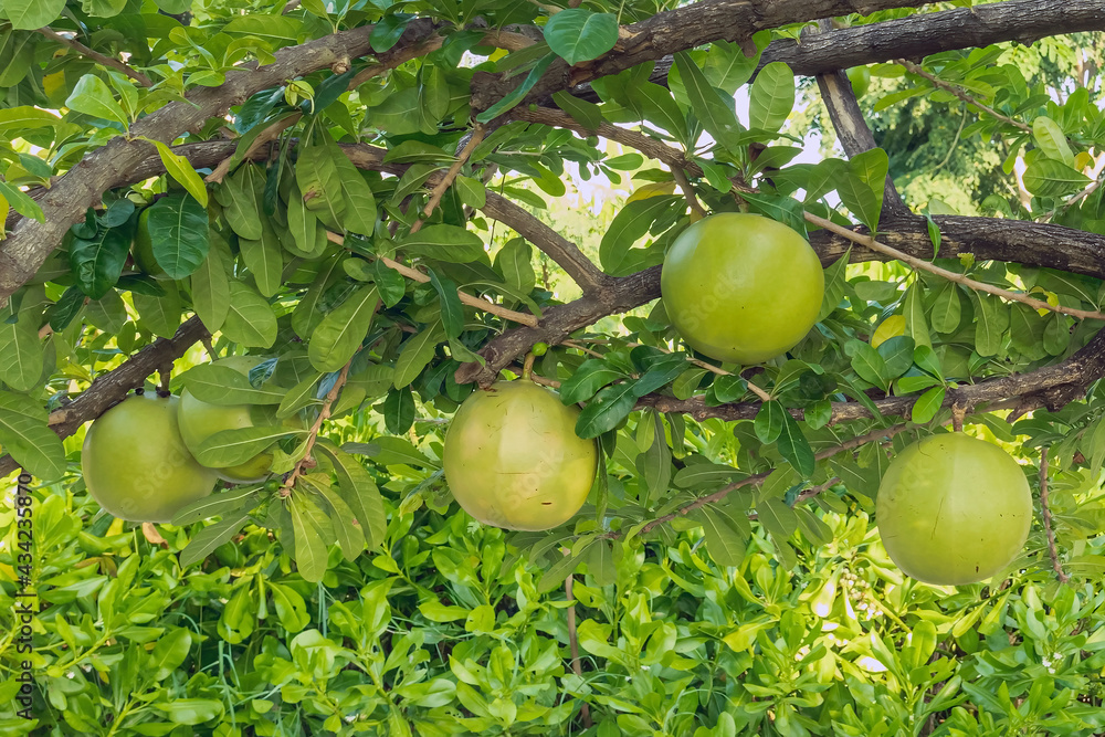 Foto de Cerbera Odollam or Suicide fruits on tree is a Thai herbs with ...