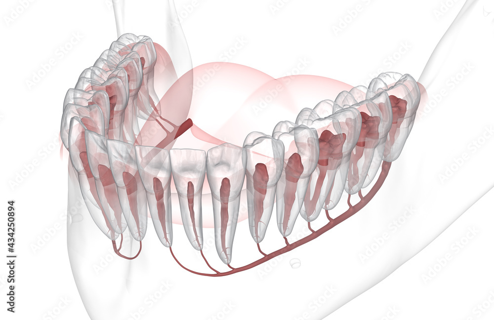 Dental root anatomy of mandible jaw. Medically accurate dental 3D ...