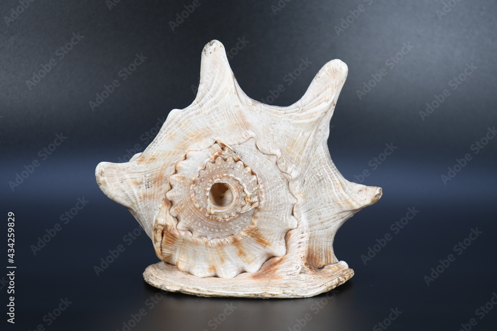 Natural Sankha from Nepal Conch Shell Dhun Nepalese Sankha.A Shankha ...