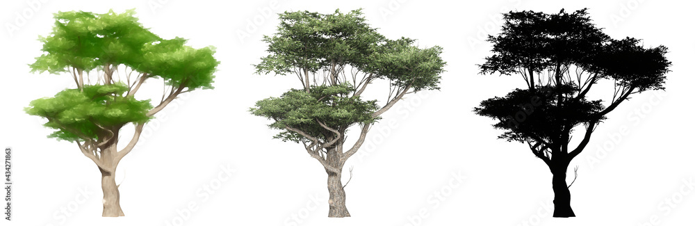 Set or collection of Acacia trees, painted, natural and as a black ...