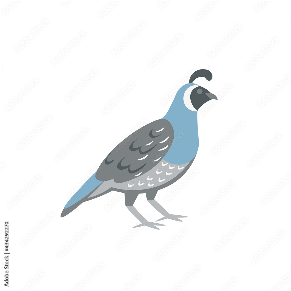 Cartoon quail on a white background.Flat cartoon illustration for kids ...
