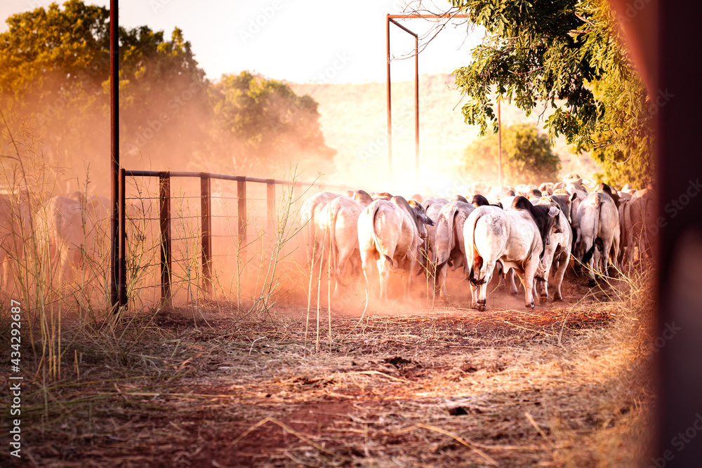 The bulls in the yards on a remote cattle station in Northern Territory ...