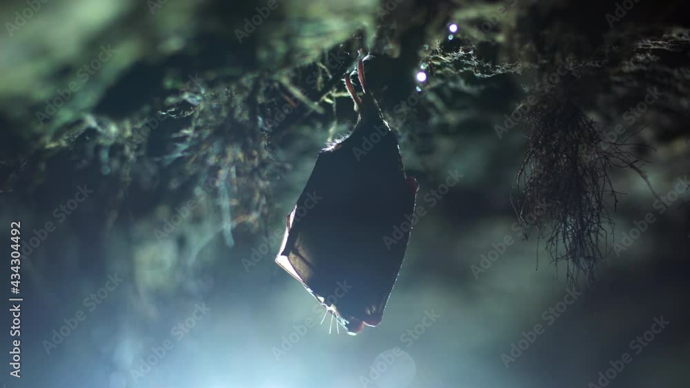 Close up small lesser horseshoe bat covered by wings, hanging upside ...