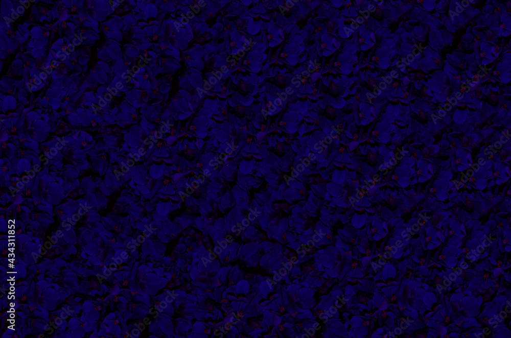 Dark blue abstract background,backdrop,wallpaper with flower (violets ...