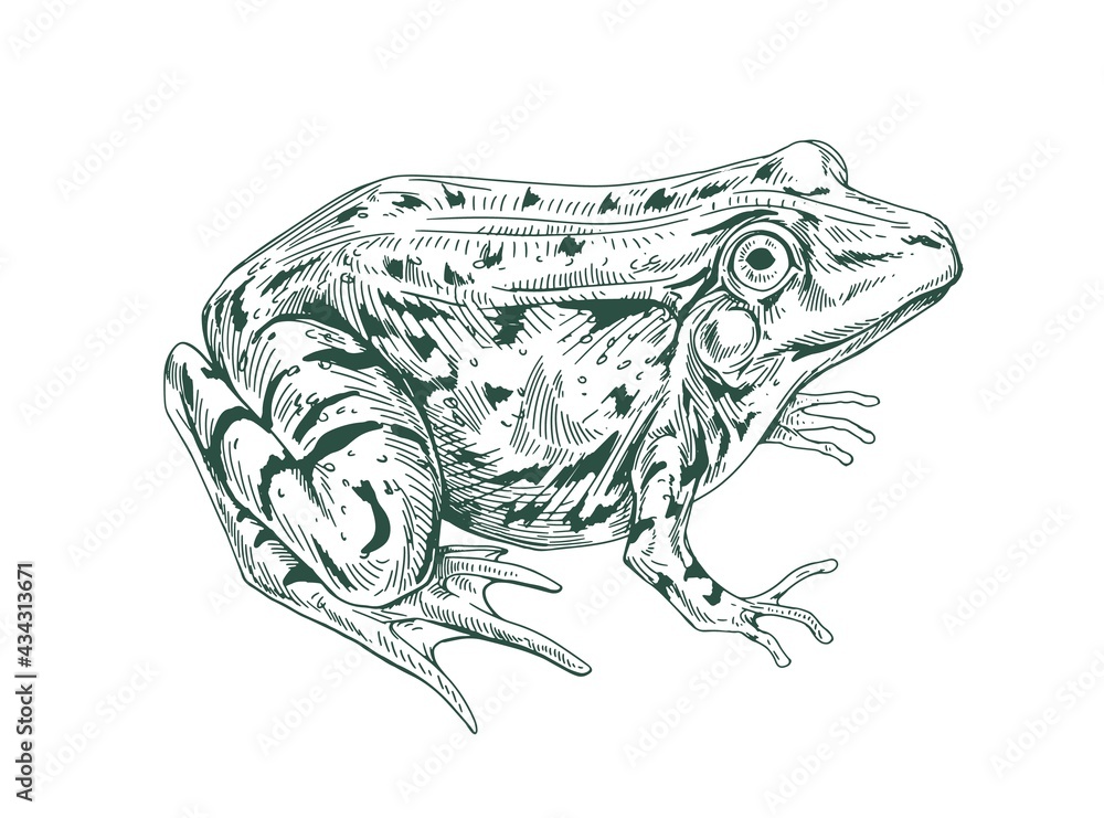 Big adult frog drawn in vintage style. Detailed etching toad with ...