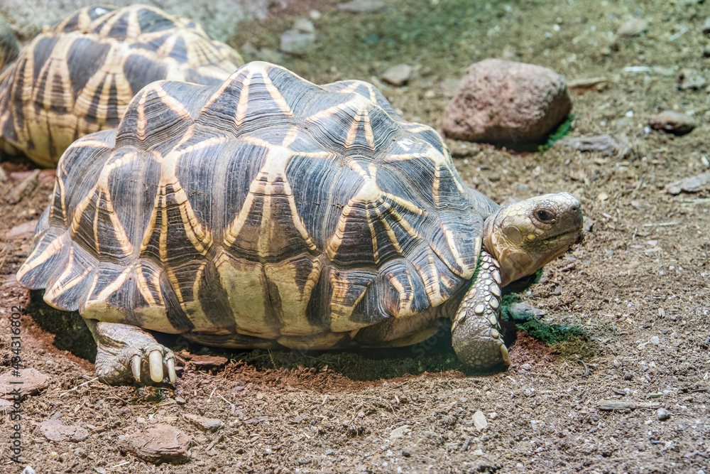 The Burmese star tortoise (Geochelone platynota) is a critically ...
