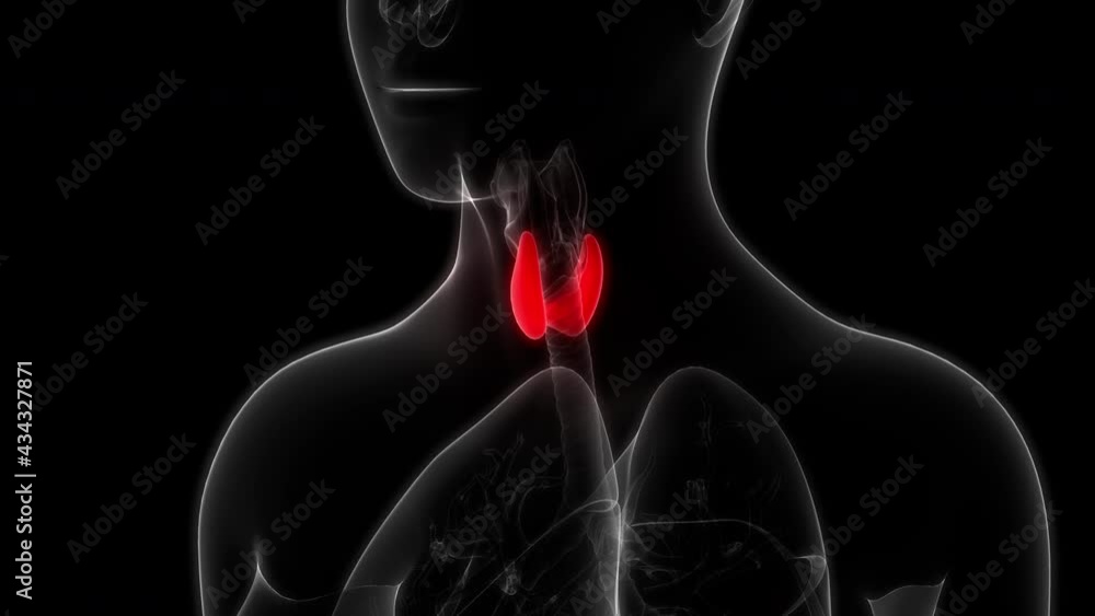 Human Body Glands Thyroid Gland Anatomy Animation Concept Stock ビデオ ...