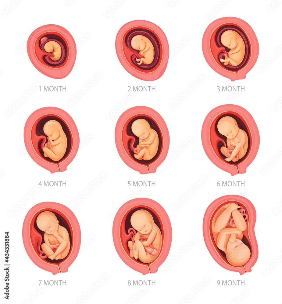 Human embryo development stages, pregnancy and fetus body growth ...
