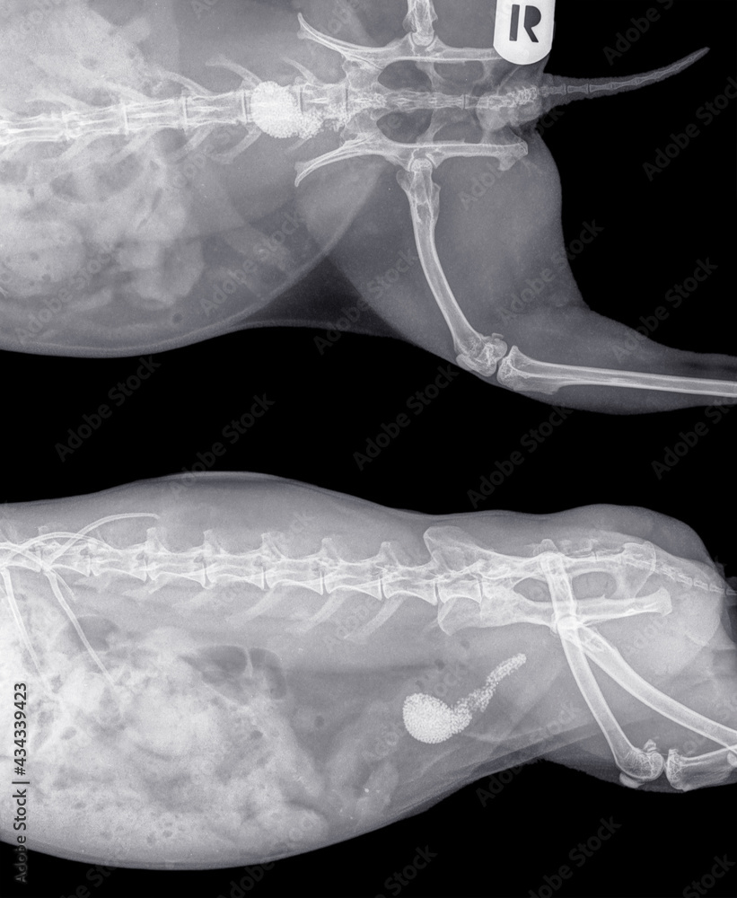 Foto de Digital X-ray of a dorsal and side view of a rabbit full with ...