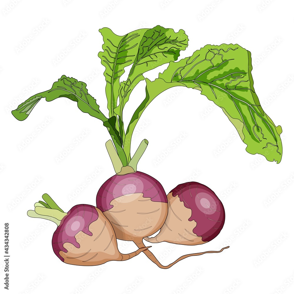 Set of purple top white globe turnips in cartoon style. Whole turnip ...