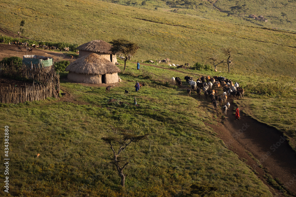 Masai village in Ngorongoro crater. Small Masai huts in African savanna ...