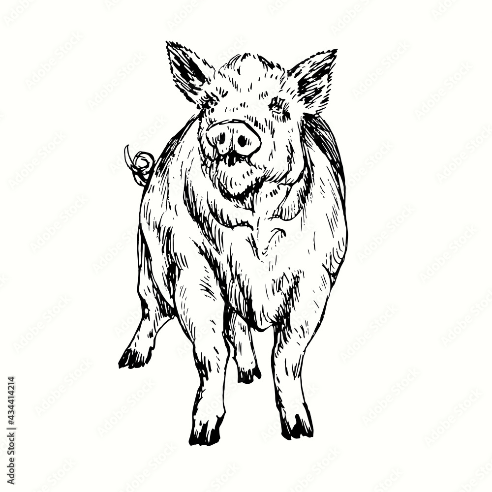 Pig standing front view. Ink black and white doodle drawing in woodcut ...