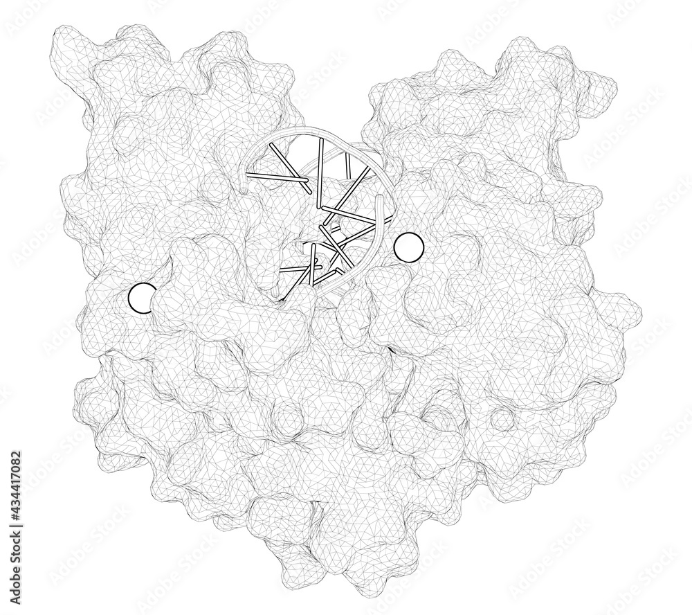 3D rendering as a line drawing of a molecule. DNA cleavage by EcoRV ...
