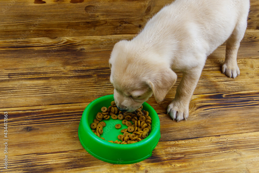 Small cute labrador retriever puppy dog eating his food from green ...
