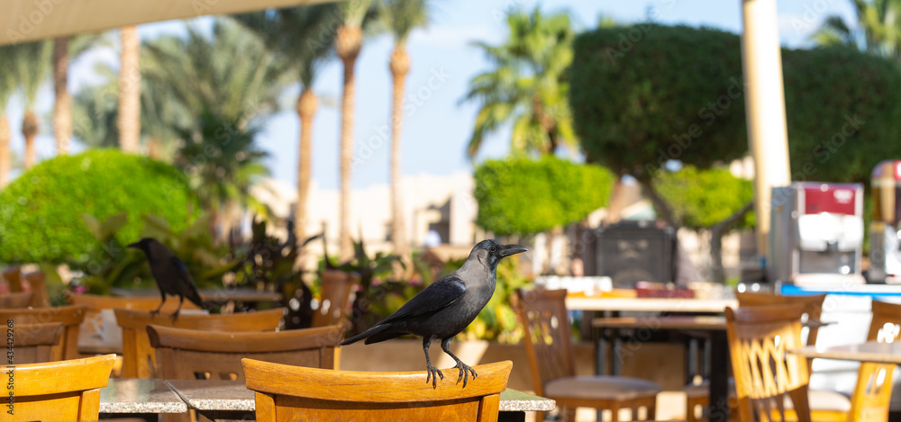House crow (Corvus splendens), also known as the Indian, greynecked ...