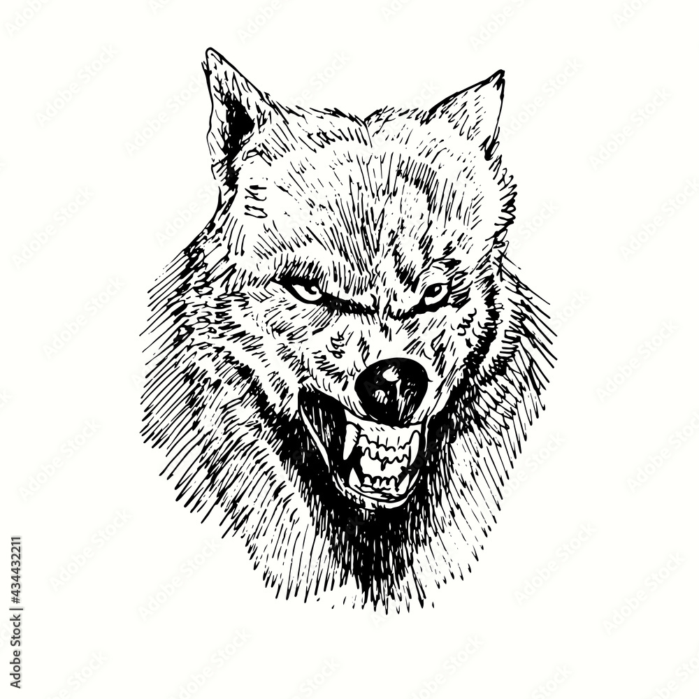 Wolf growling muzzle front view. Ink black and white doodle drawing in ...