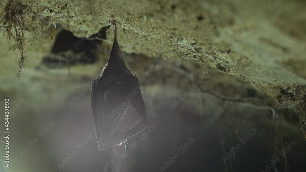 Close up small lesser horseshoe bat covered by wings, hanging upside ...