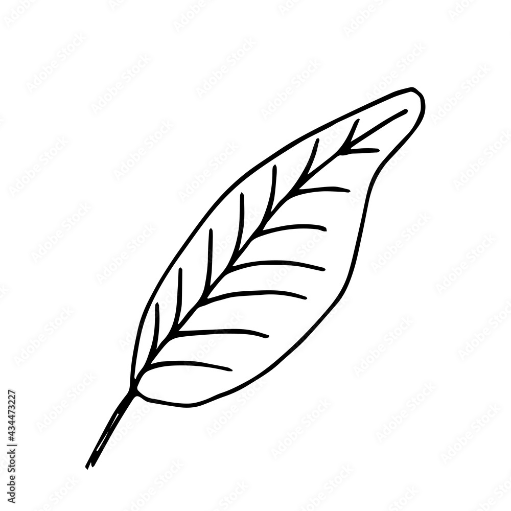 Simple hand-drawn vector drawing in black outline. Tropical plant leaf ...