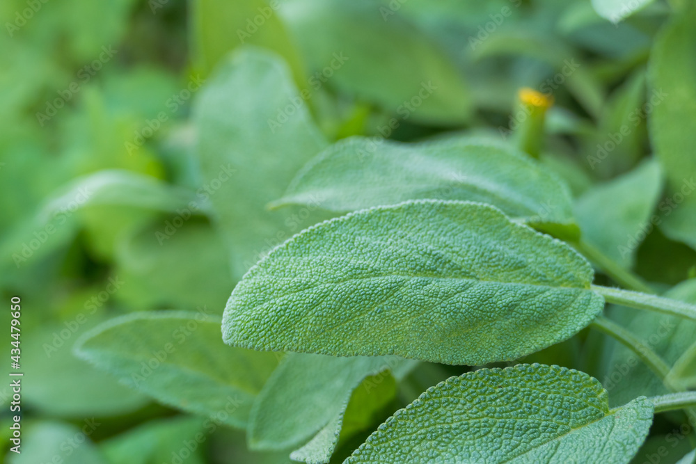 sage plant leaf seen in detail in daylight outdoors salvia officinalis ...